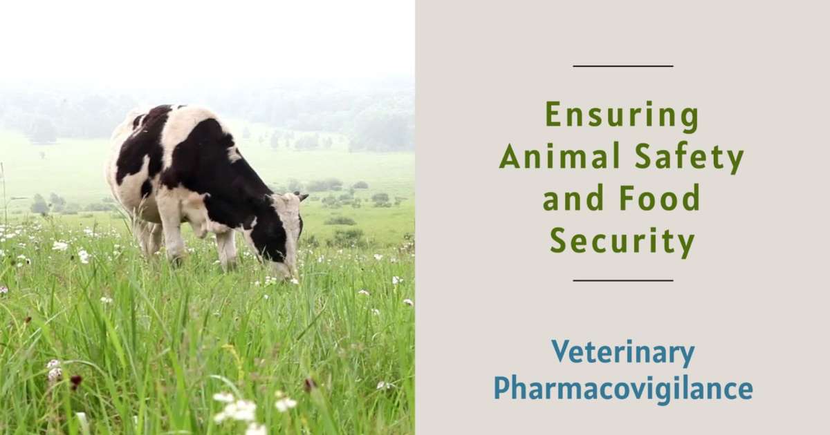 Veterinary Pharmacovigilance: A Crucial Pillar for Animal Health and ...